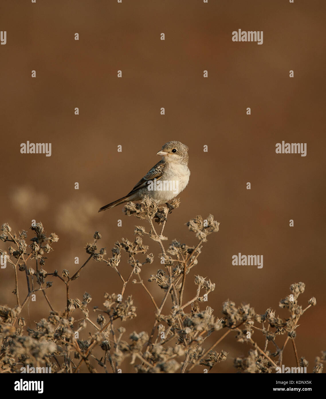 Juvenile Woodchat shrike Lanius senator Stock Photo - Alamy