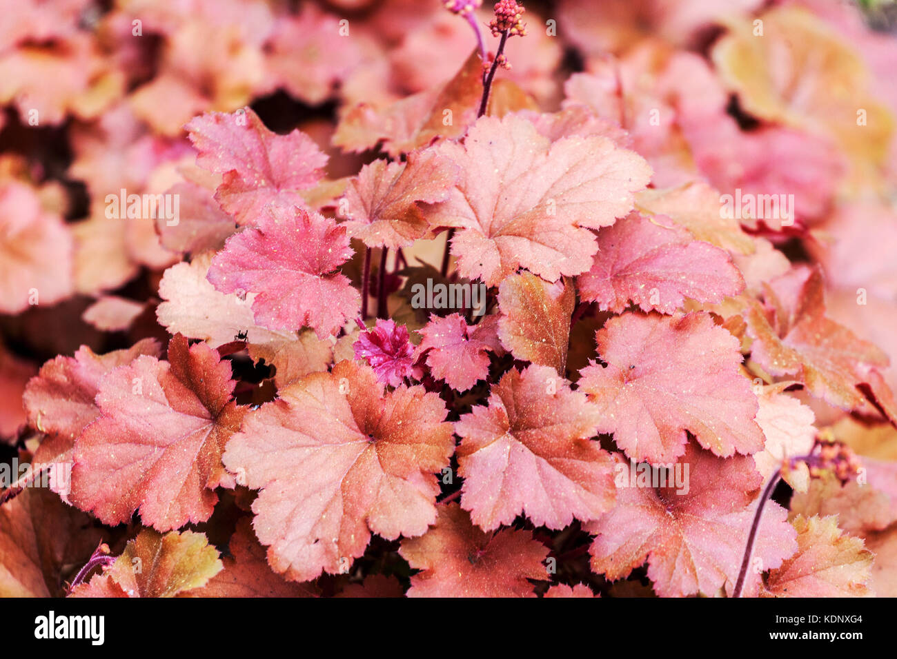 Foliage heucheras garden plant perennial plants edge hi-res stock ...