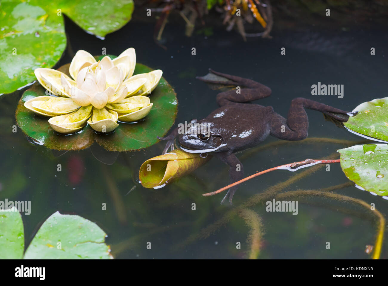 Frog With Lotus Leaf High Resolution Stock Photography and Images - Alamy
