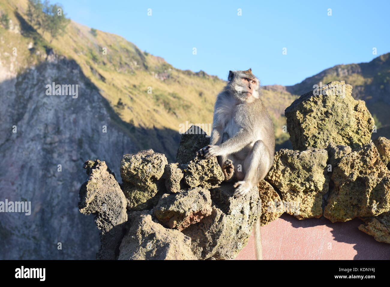Monkey at the top of mount Batur in Bali, Indonesia Stock Photo - Alamy
