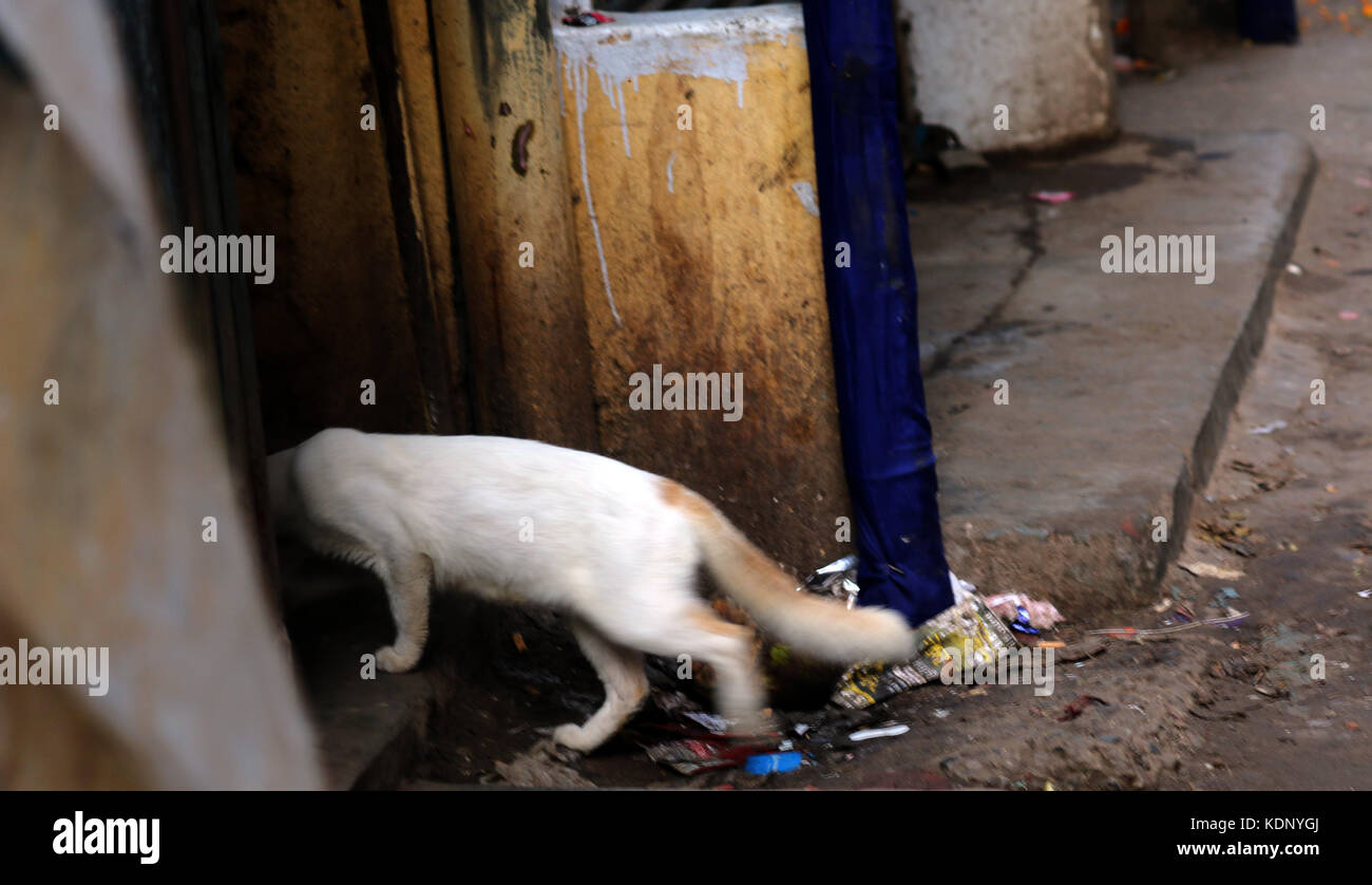 man and animal of sakhari bazar and other places old dhaka on the day ...