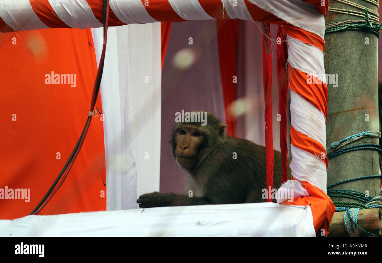 man and animal of sakhari bazar and other places old dhaka on the day ...