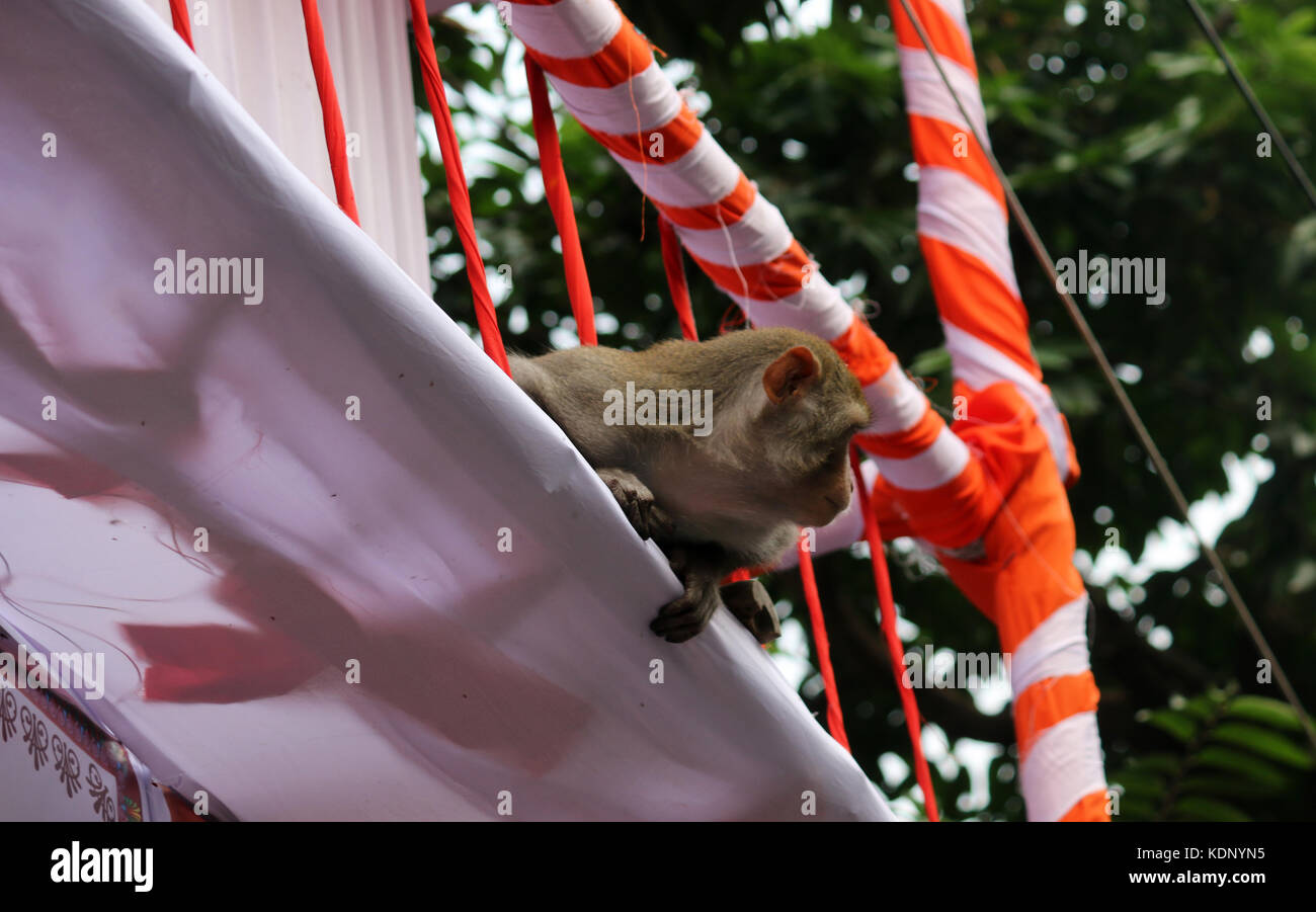 man and animal of sakhari bazar and other places old dhaka on the day ...
