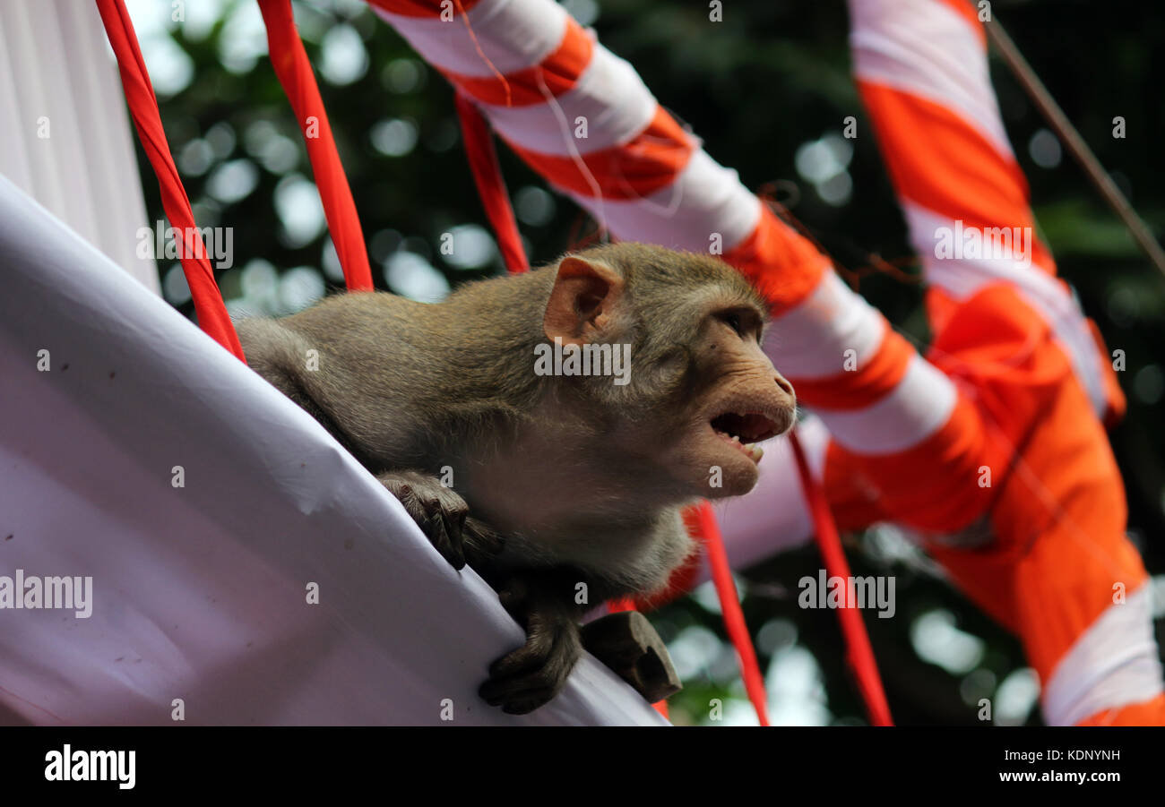 man and animal of sakhari bazar and other places old dhaka on the day ...