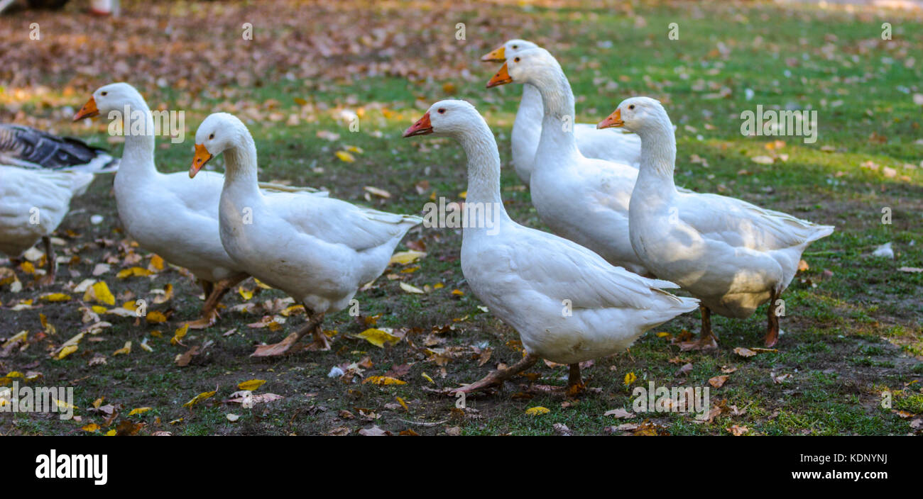 Geese in outdoor enclosure Stock Photo - Alamy