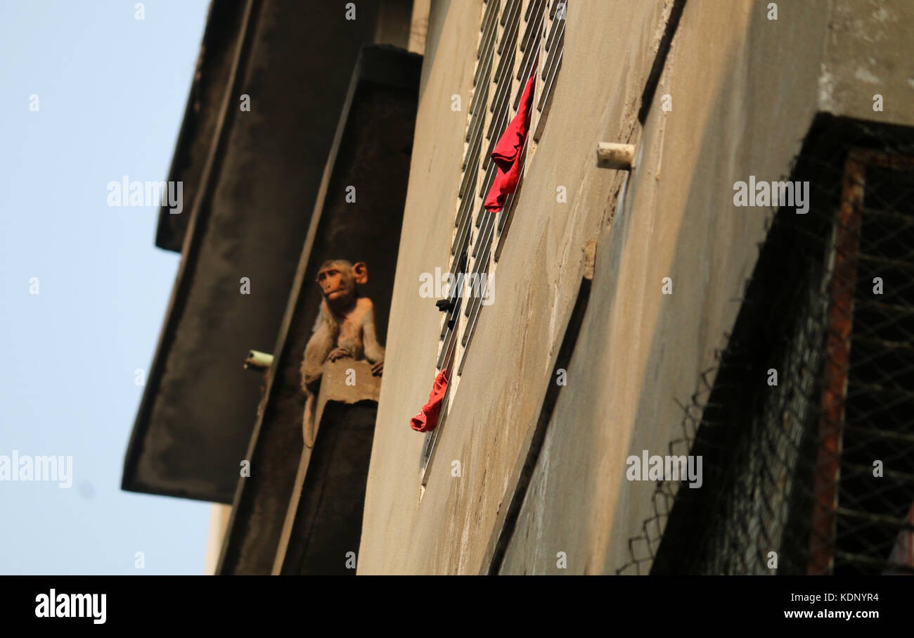 man and animal of sakhari bazar and other places old dhaka on the day ...
