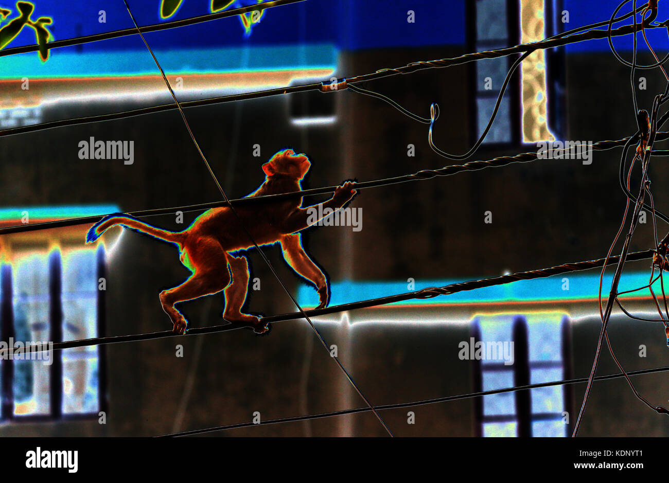 man and animal of sakhari bazar and other places old dhaka on the day ...