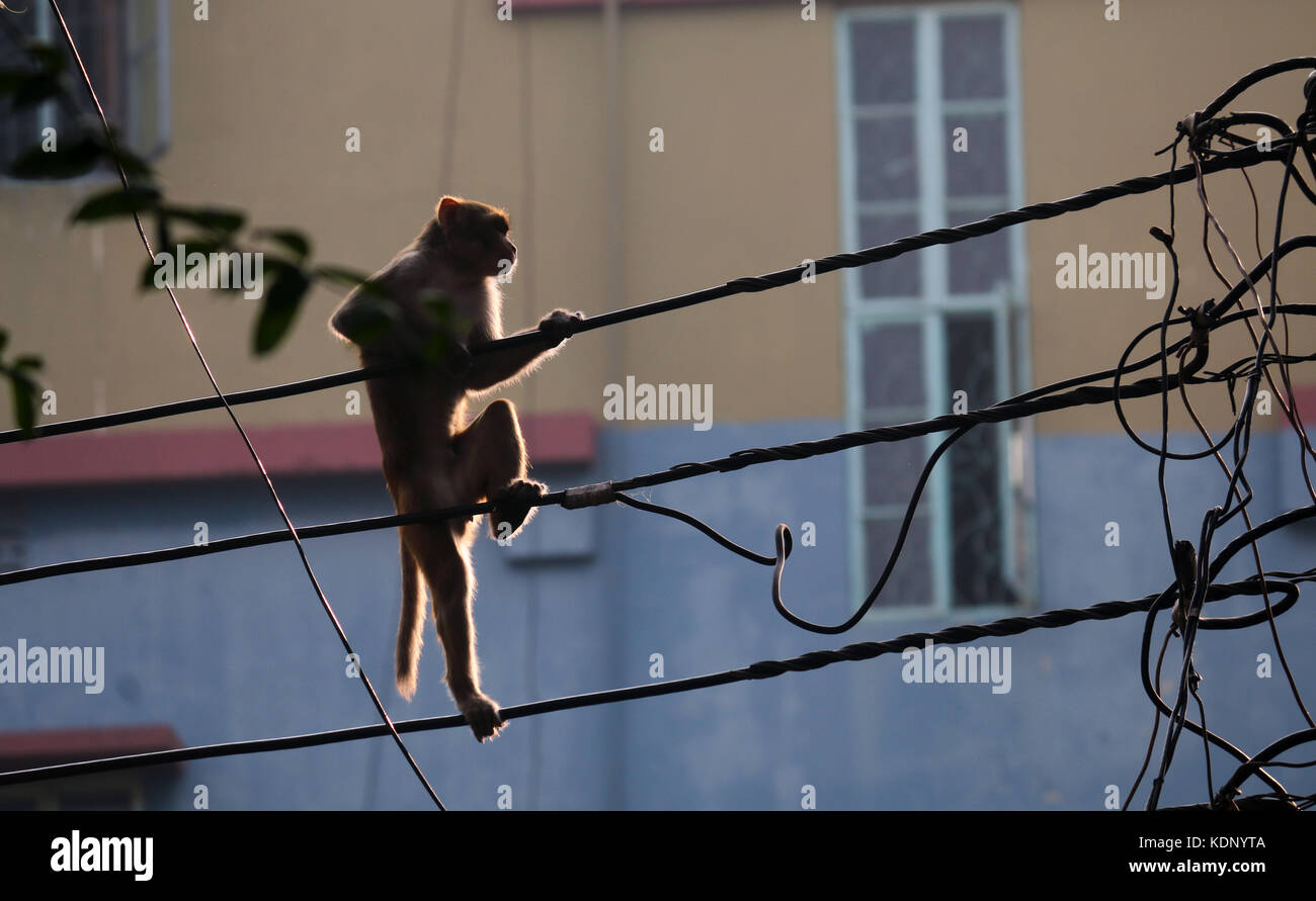 man and animal of sakhari bazar and other places old dhaka on the day ...