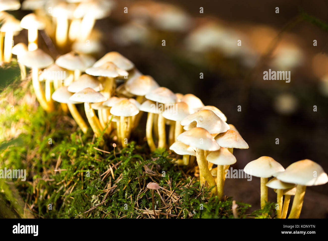 Mushrooms marching in a row Stock Photo - Alamy