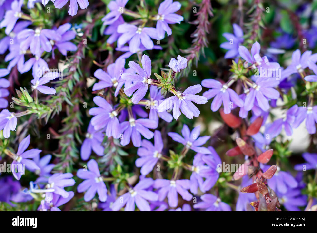 Small violet flowers hi-res stock photography and images - Alamy
