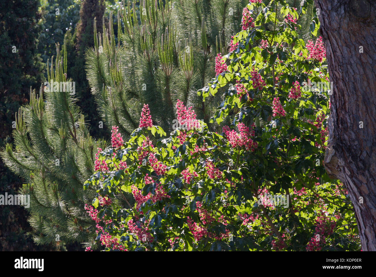 Red horse-chestnut tree in park. Briotii aesculus plant Stock Photo - Alamy