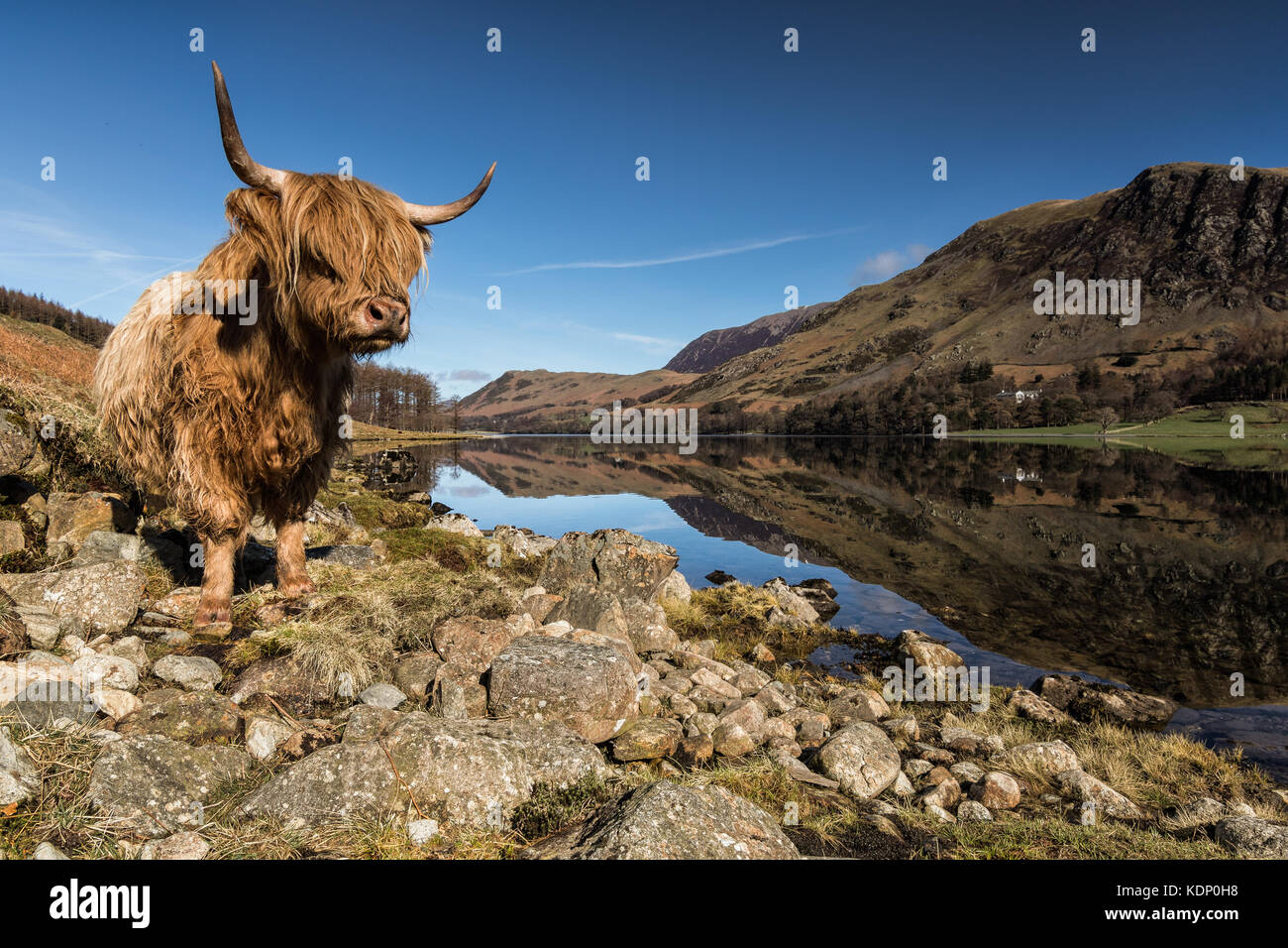 Highland Cattle at the lakeside at Buttermere Lake, The Lake District ...