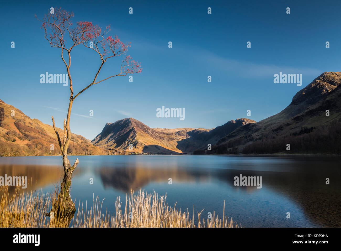 The Lone Tree at Buttermere Lake with Fleetwith Pike in the distance ...
