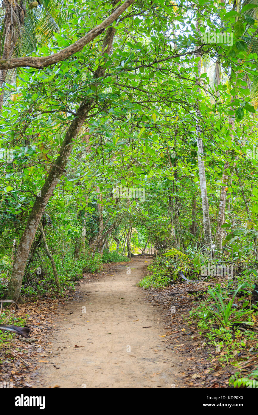 Small road in tropical forest Stock Photo - Alamy