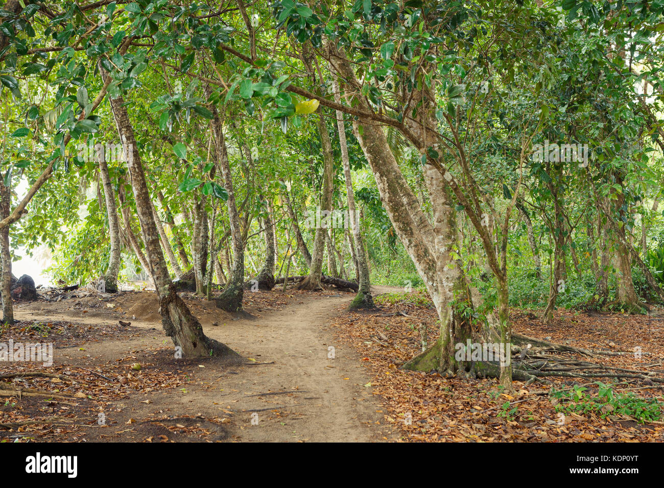 Small road in tropical forest Stock Photo - Alamy