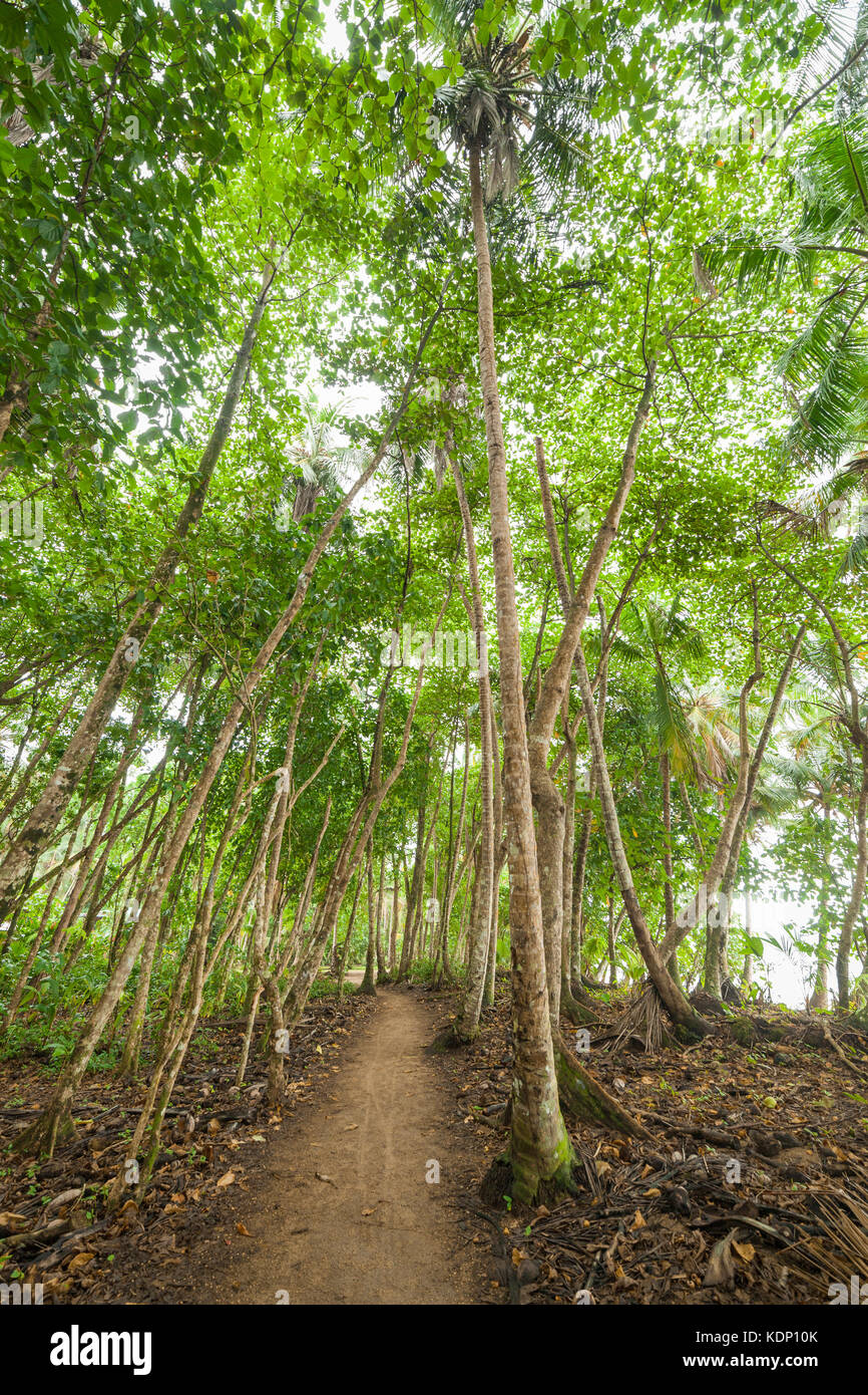 Small road in tropical forest Stock Photo - Alamy