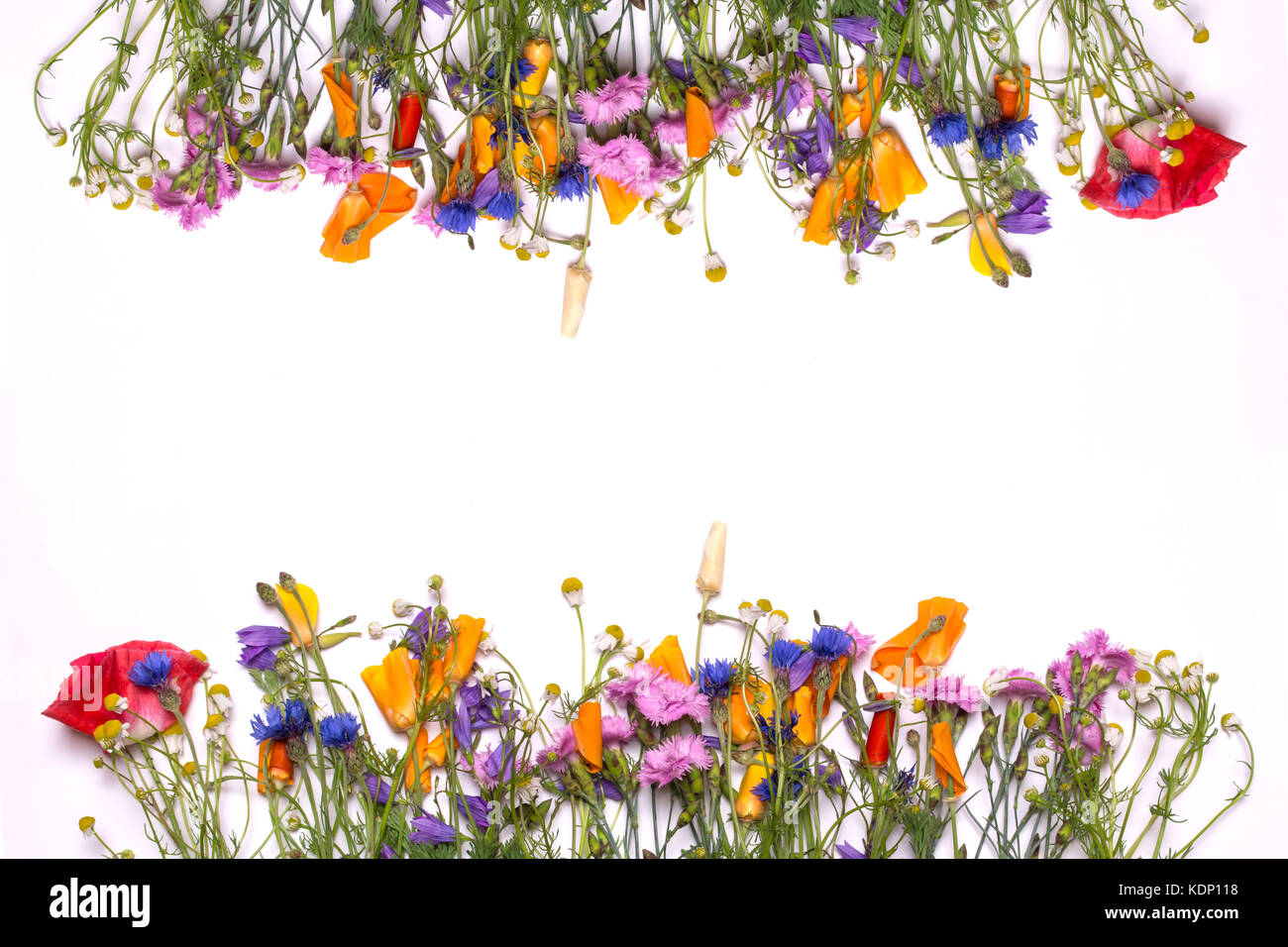 frame border of delicate flowers. Spring yellow, purple, pink flowers ...