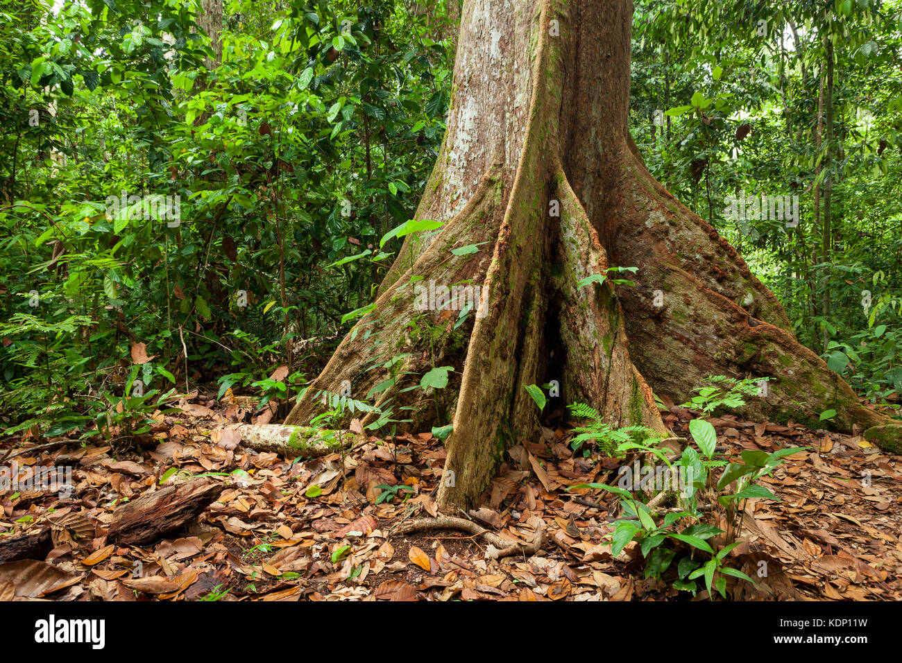 Buttress tree roots in rainforest Stock Photo - Alamy