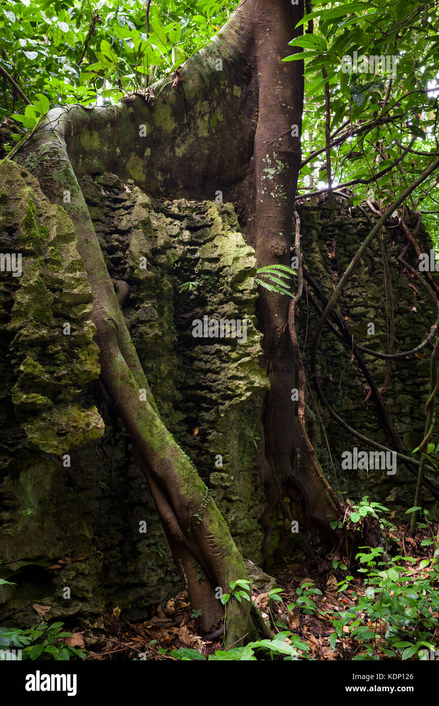 Tree roots wall hi-res stock photography and images - Alamy