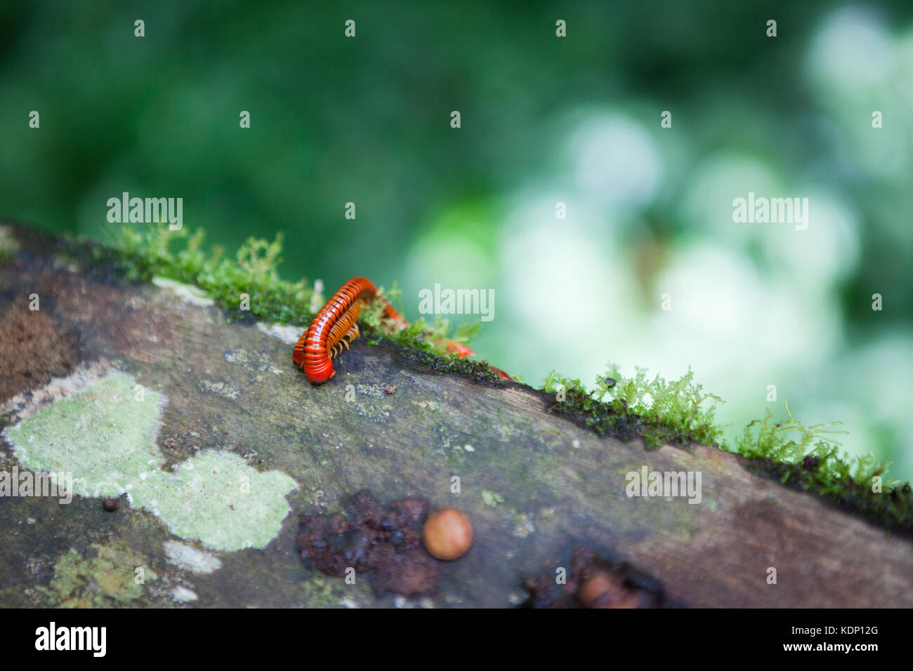 Red millipede hi-res stock photography and images - Alamy