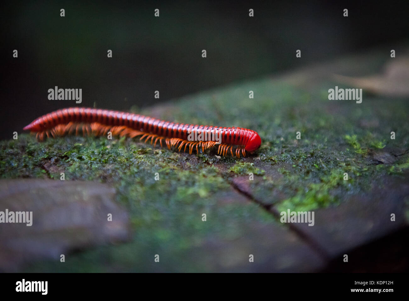 Red millipede hi-res stock photography and images - Alamy