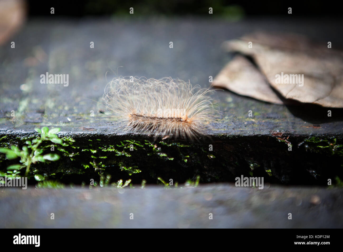 Rainforest caterpillar hi-res stock photography and images - Alamy