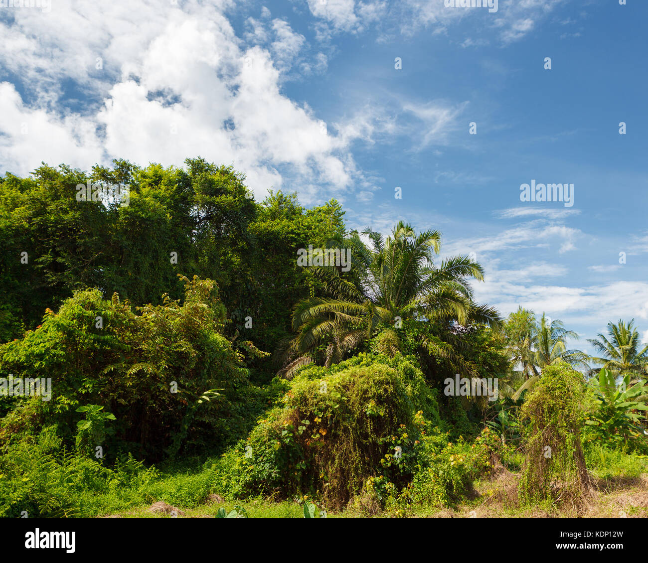 Borneo forest hi-res stock photography and images - Alamy