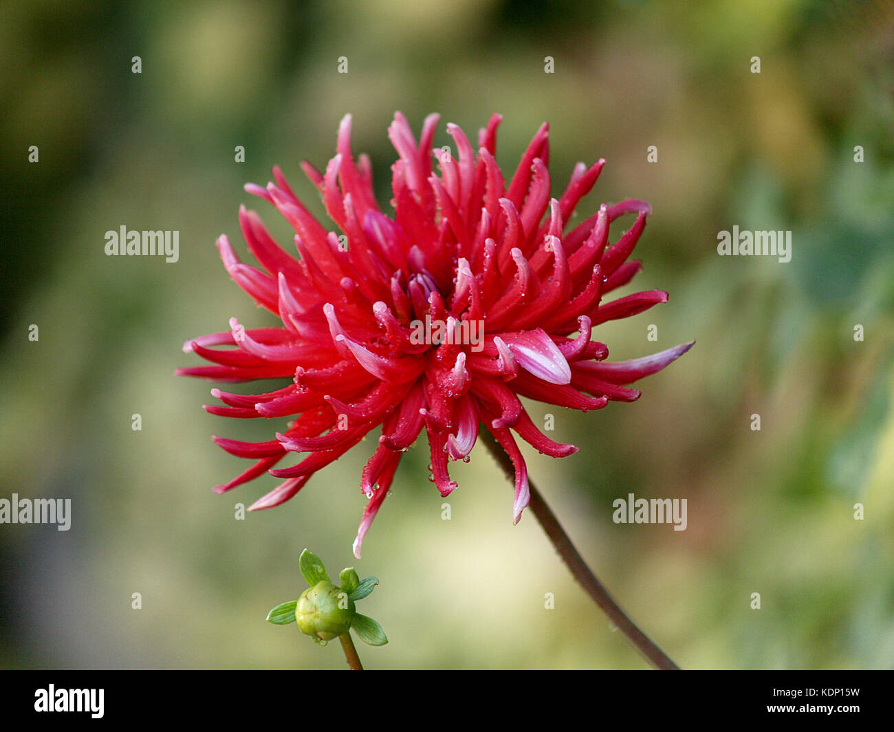 Pretty dahlia in the garden Stock Photo - Alamy