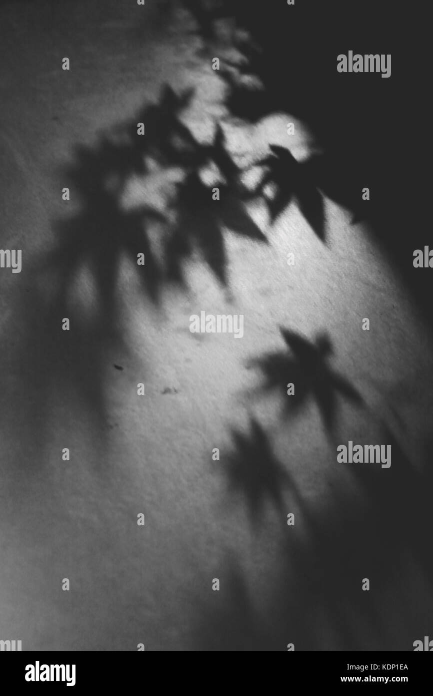 Simple leaf shape Black and White Stock Photos & Images - Alamy