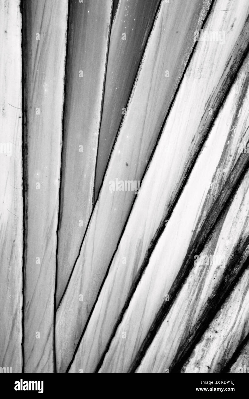 Banana tree bark hi-res stock photography and images - Alamy