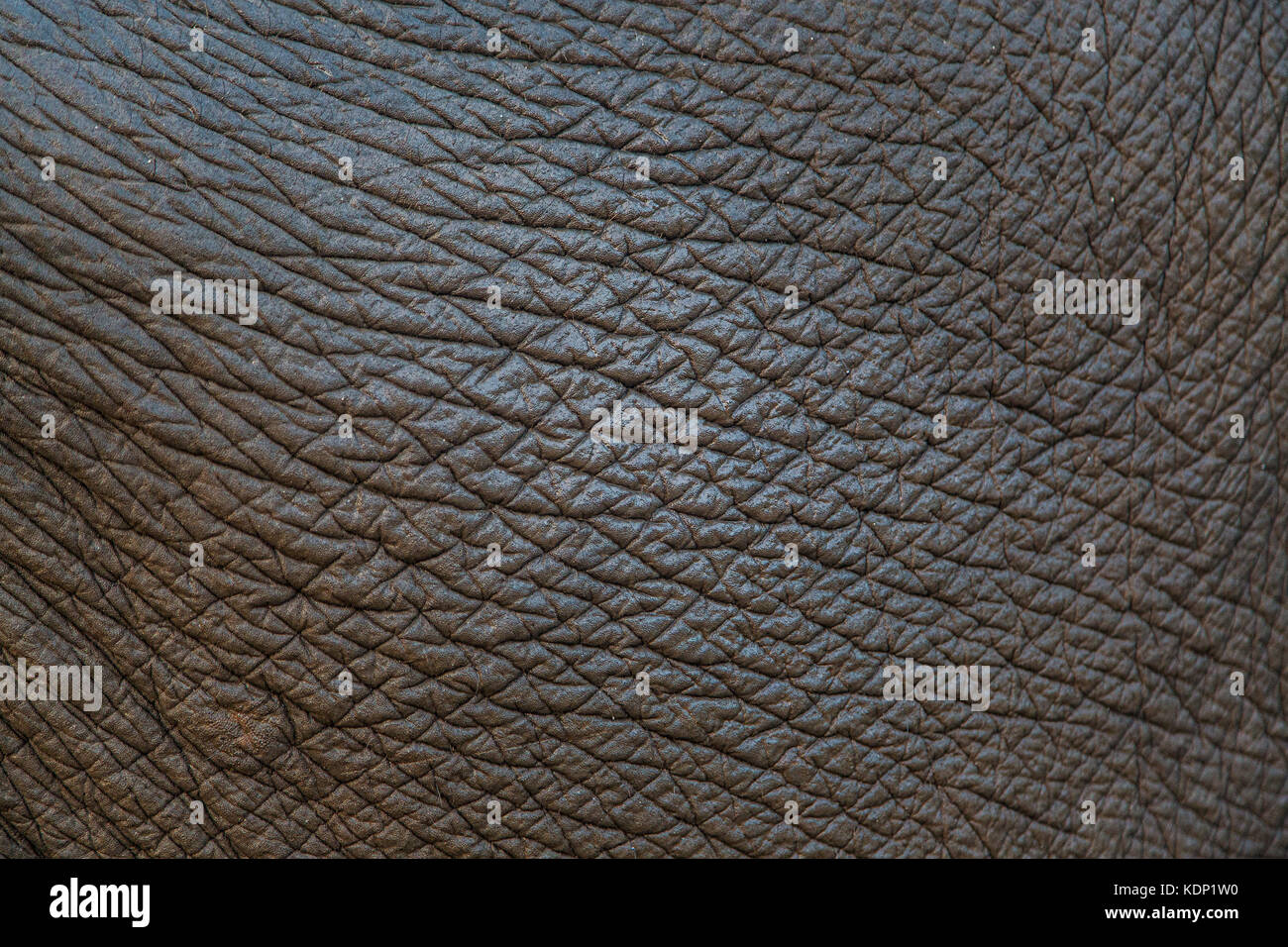 Closeup view at the elephant skin texture Stock Photo - Alamy