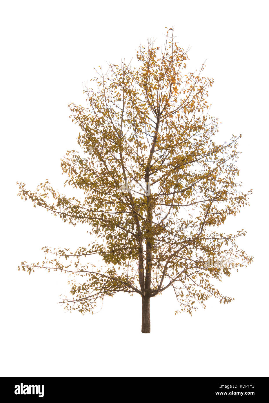 autumn tree isolated on white background Stock Photo - Alamy