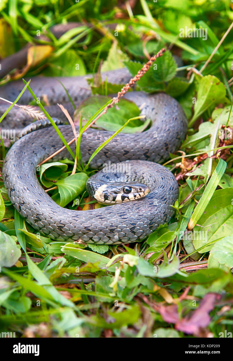 grass snake basking in sunlight Stock Photo - Alamy