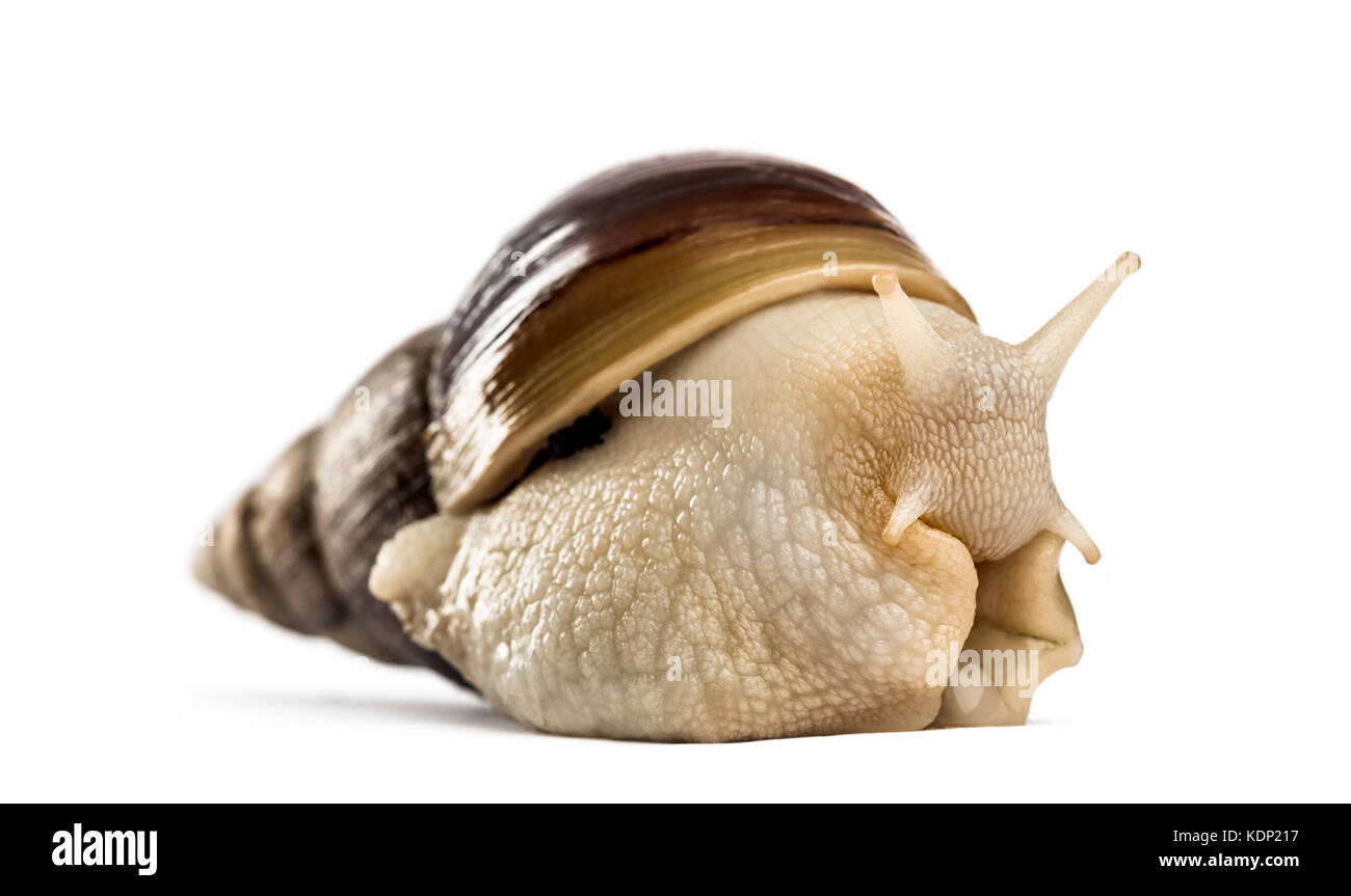 Albinos giant african snail hi-res stock photography and images - Alamy
