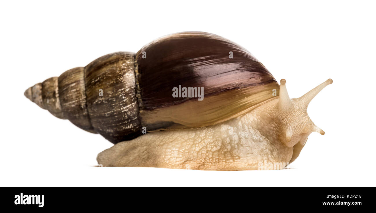 Giant african snail hi-res stock photography and images - Alamy