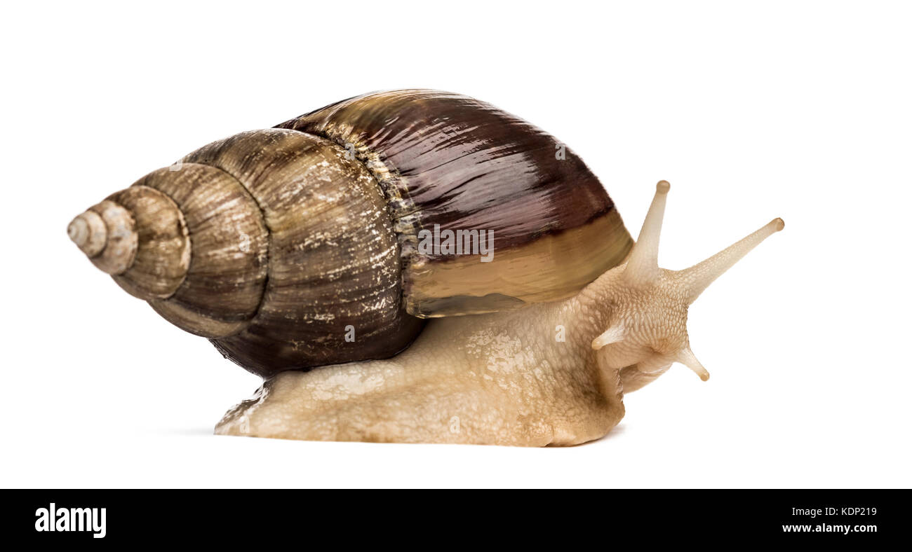 Crawling giant African snail, isolated on white Stock Photo - Alamy