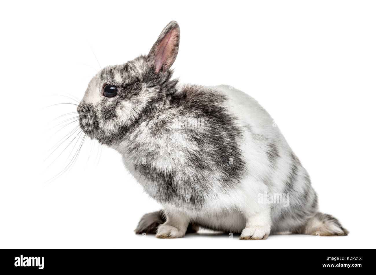 White and grey dwarf rabbit, isolated on white Stock Photo - Alamy