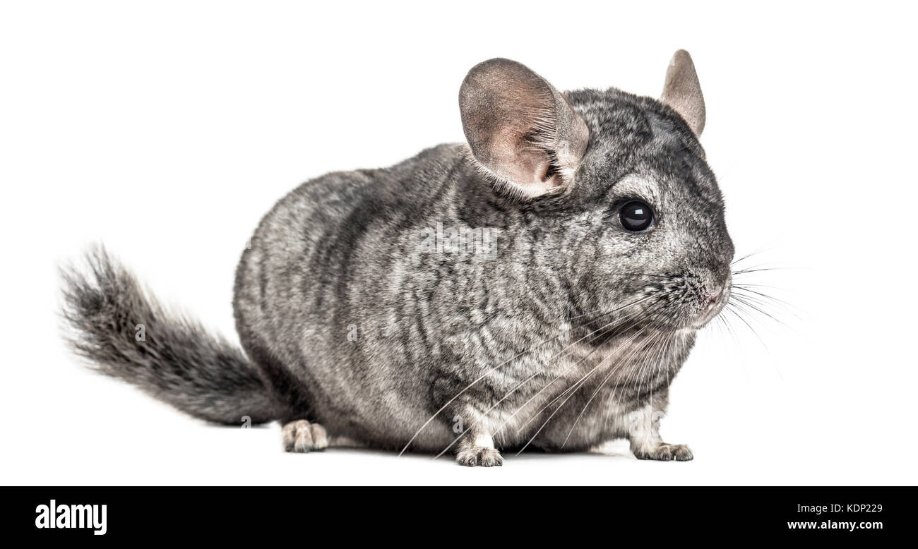 Old grey chinchilla, isolated on white Stock Photo - Alamy