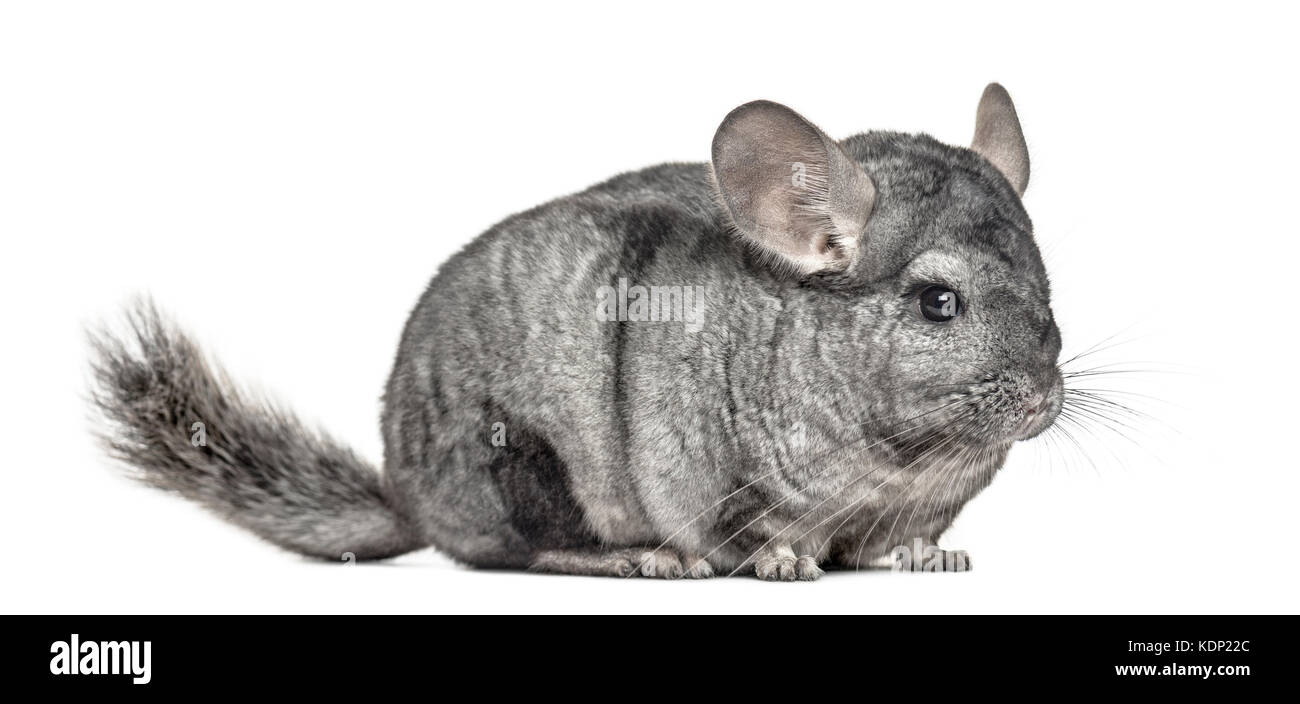 Old grey chinchilla, isolated on white Stock Photo - Alamy