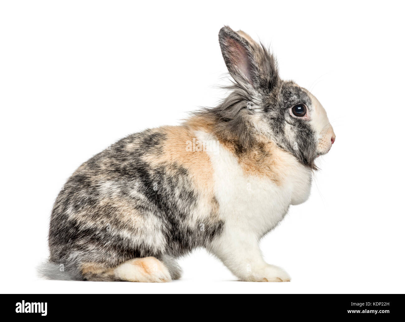 Side view of a rabbit, isolated on white Stock Photo - Alamy