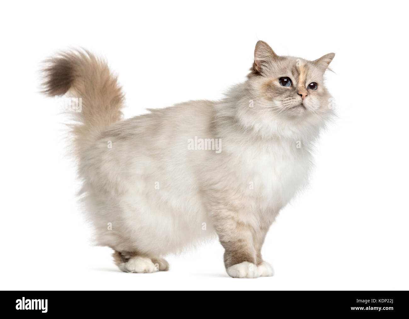 Birman standing, isolated on white Stock Photo - Alamy