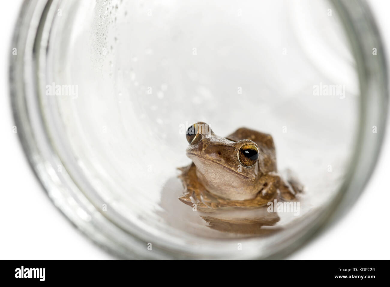 Frog in jar hi-res stock photography and images - Alamy