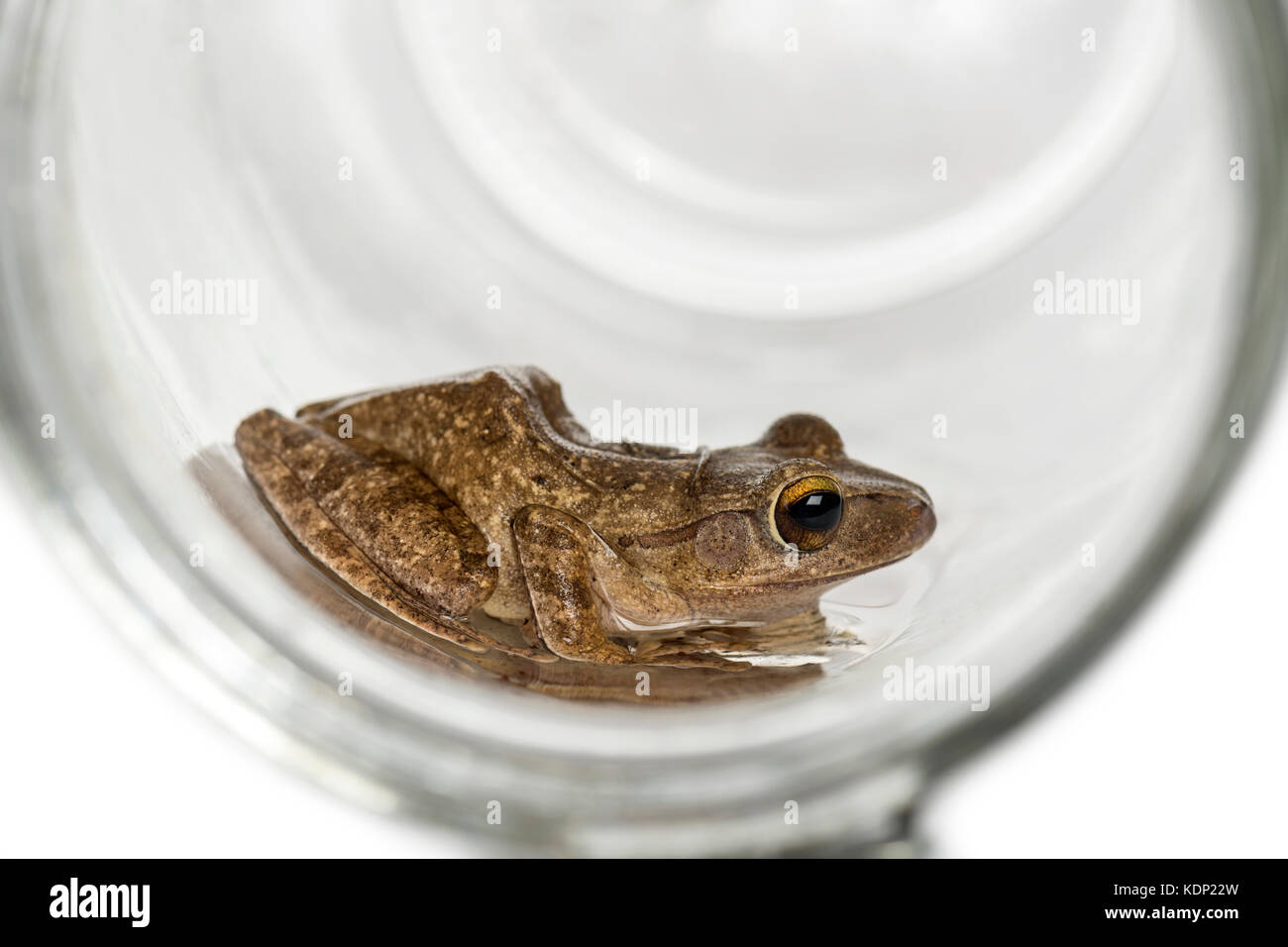 Frog in jar hi-res stock photography and images - Alamy