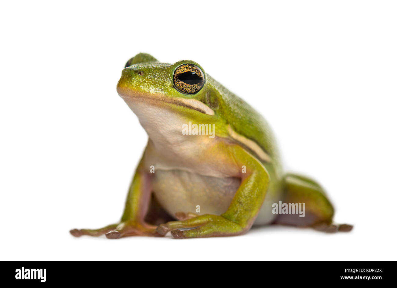 American green tree frog hi-res stock photography and images - Alamy