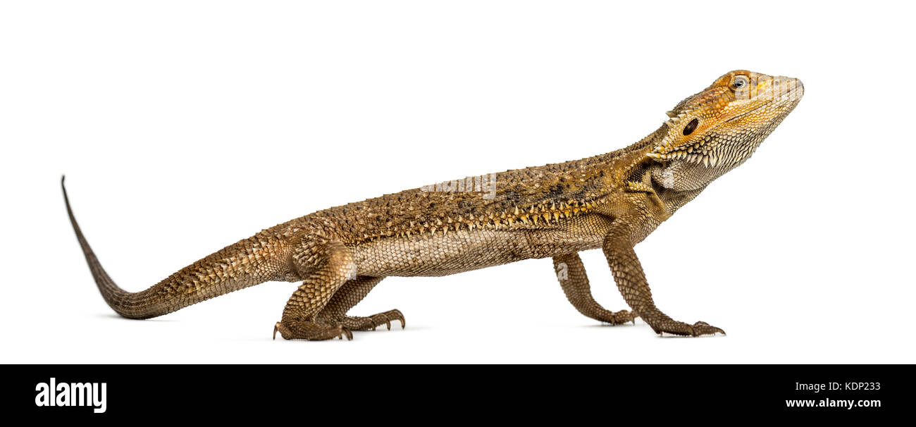 Side view of a bearded dragon, isolated on white Stock Photo - Alamy