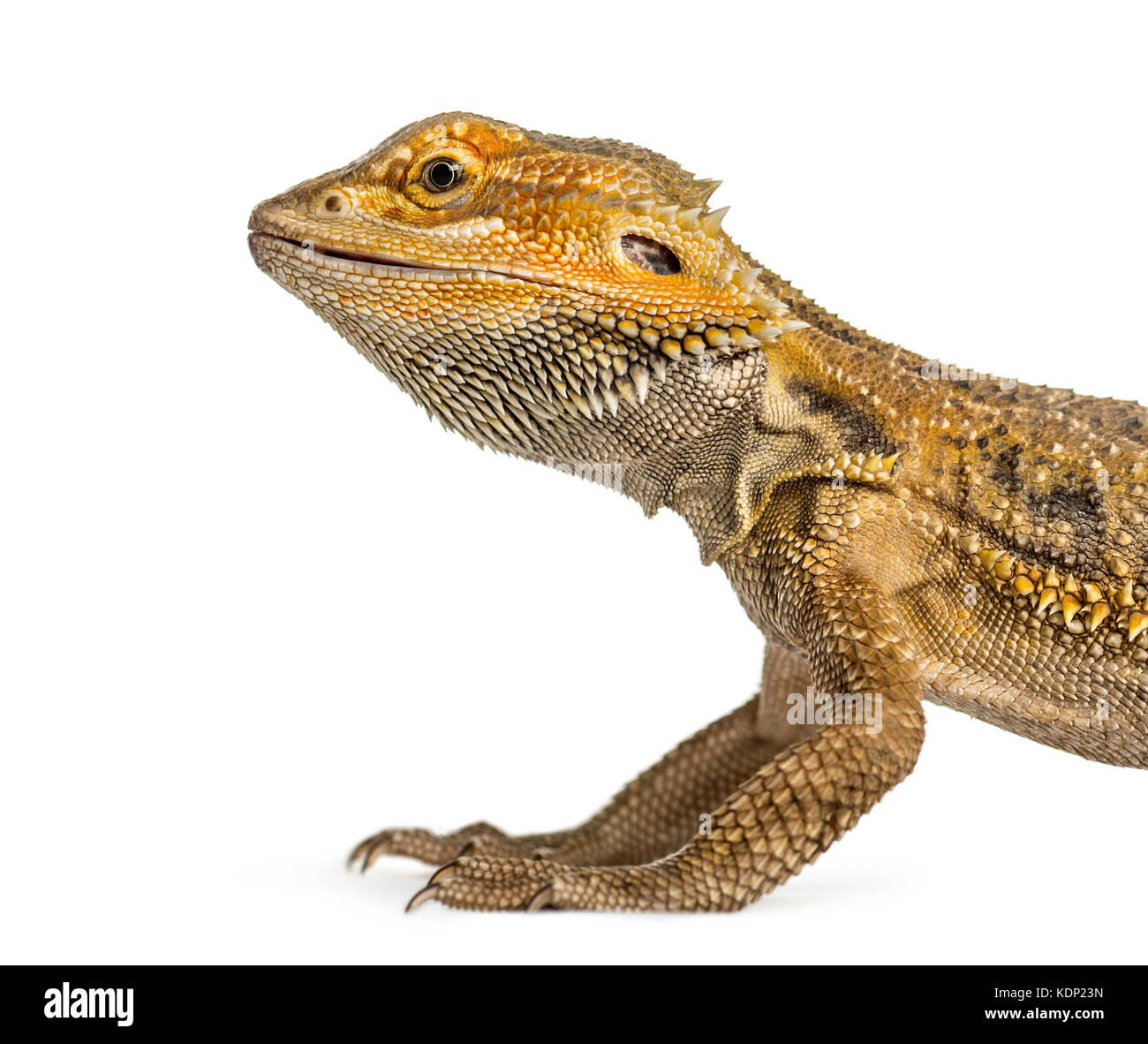 Side close-up of a bearded dragon, isolated on white Stock Photo - Alamy