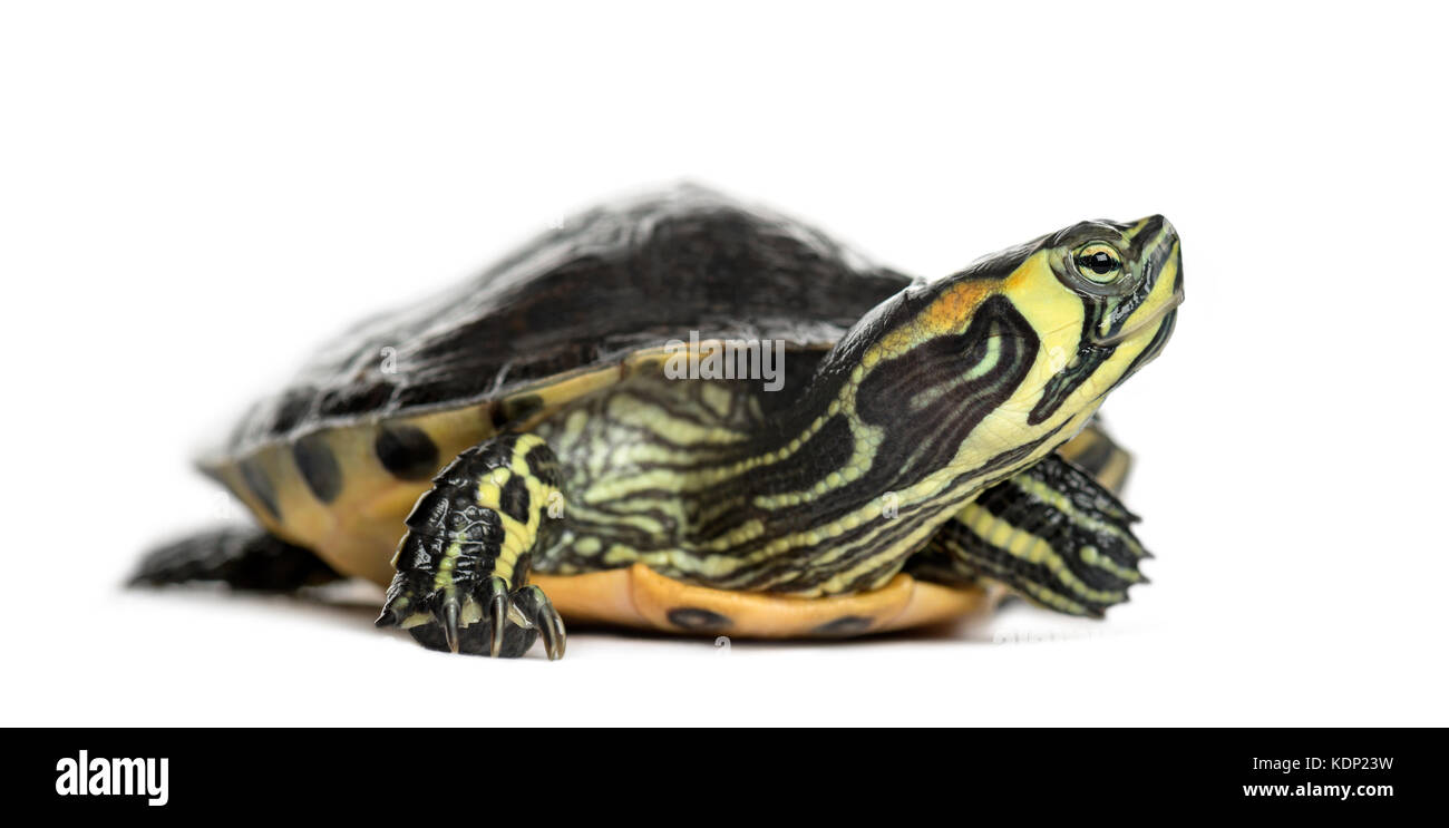 Pond slider turtle, isolated on white Stock Photo - Alamy