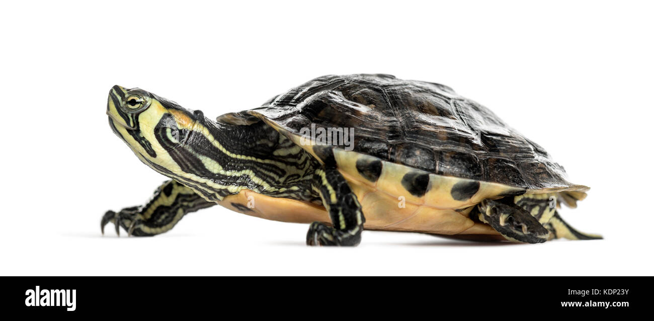 Pond slider turtle, isolated on white Stock Photo - Alamy