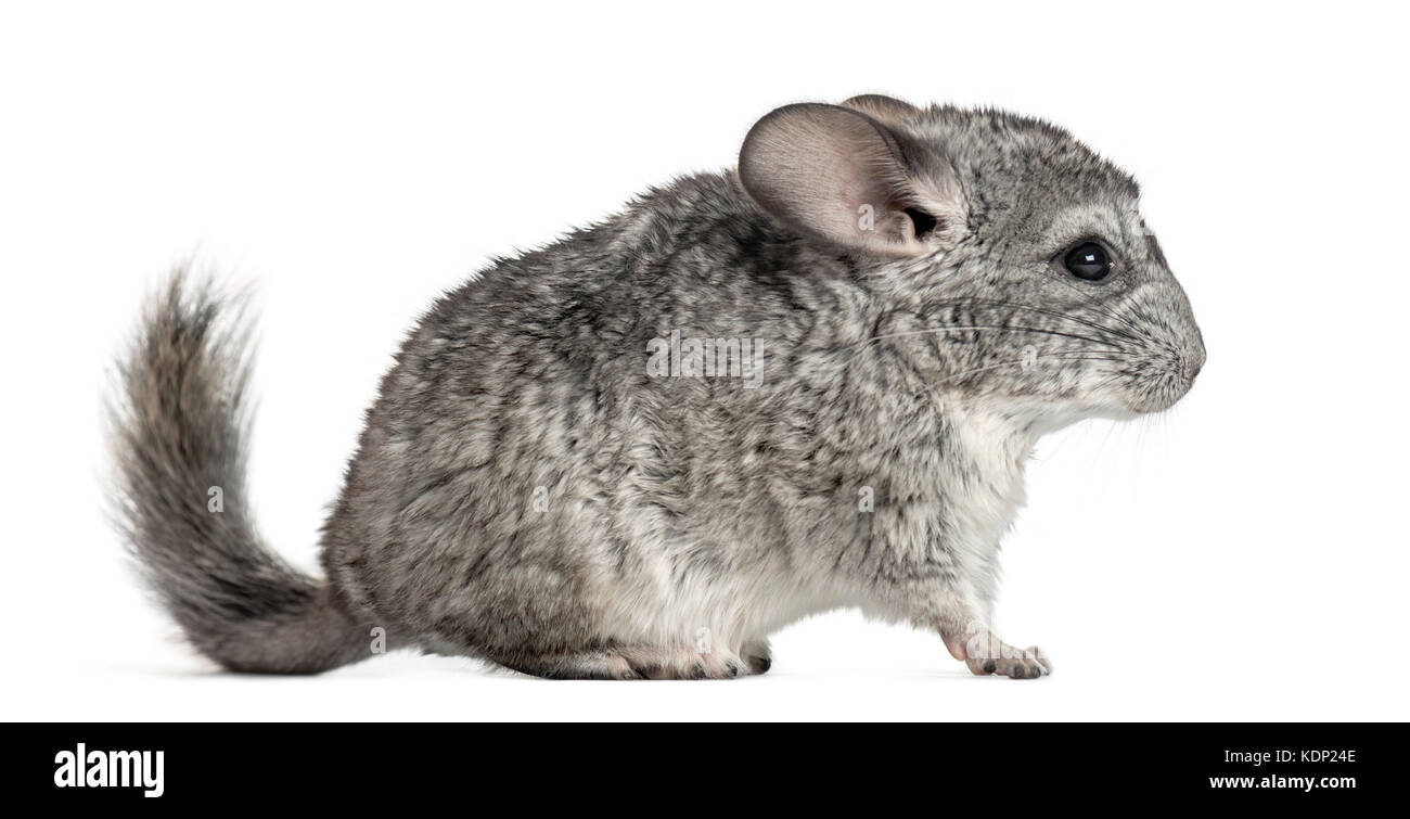Grey chinchilla standing, isolated on white Stock Photo - Alamy