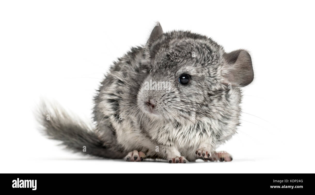 Grey chinchilla standing, isolated on white Stock Photo - Alamy